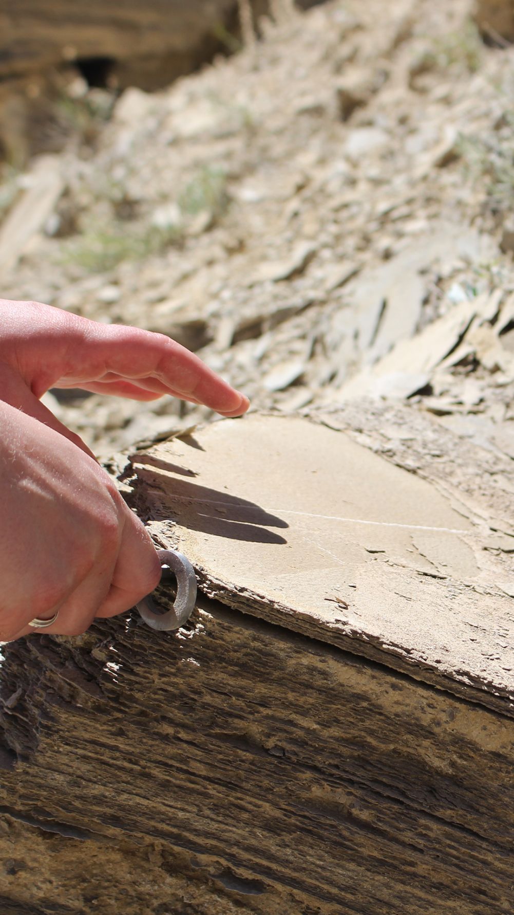 Mission Jurassic: the big dino dig